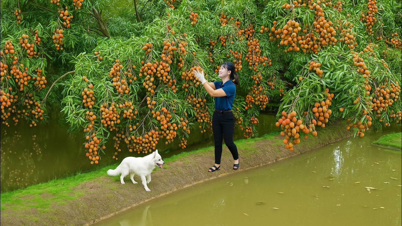 Harvesting Lots Of Lychee On Fish Pond & Go To Market Sell | Relaxing ...