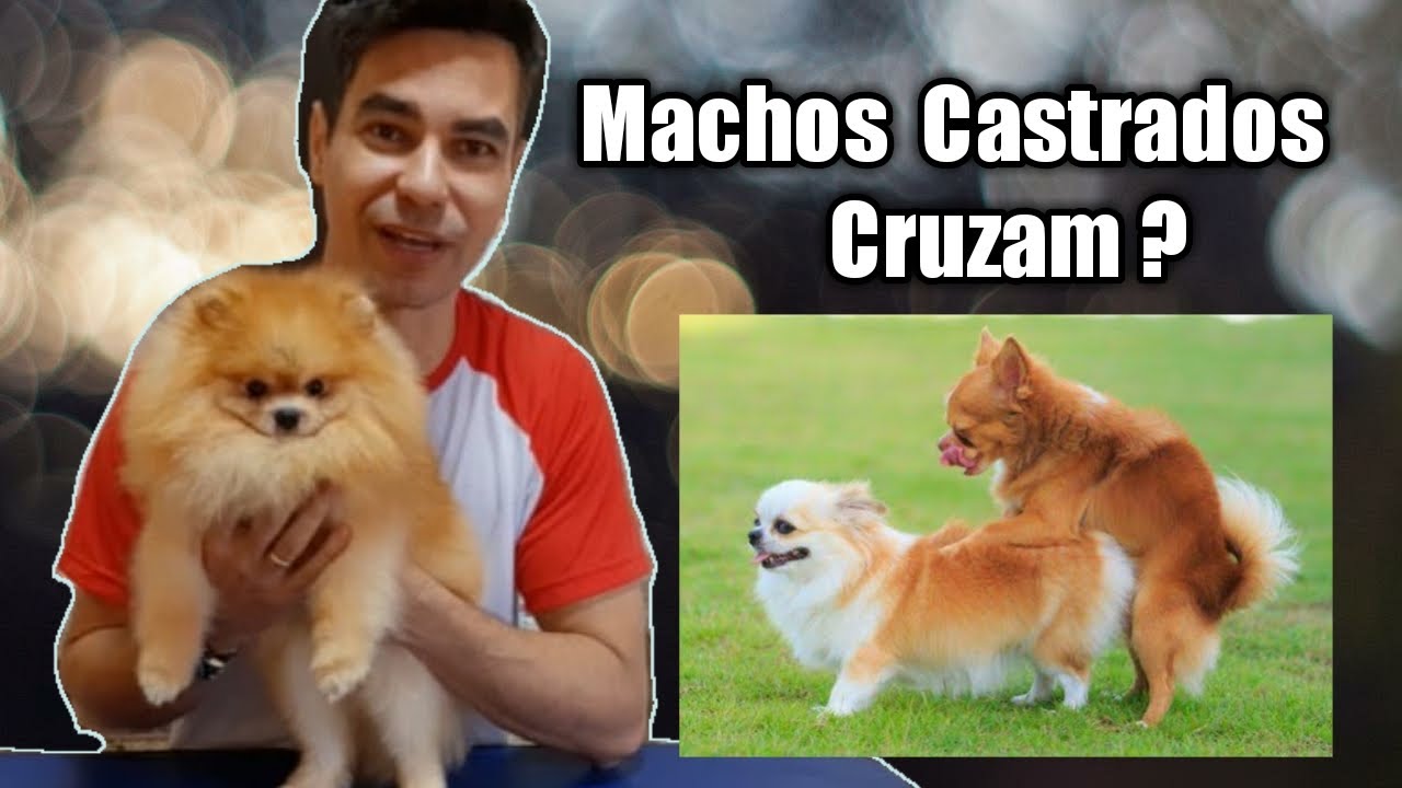 Macho castrado pode cruzar? - YouTube