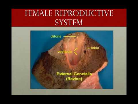 Livestock Female Reproductive System - YouTube