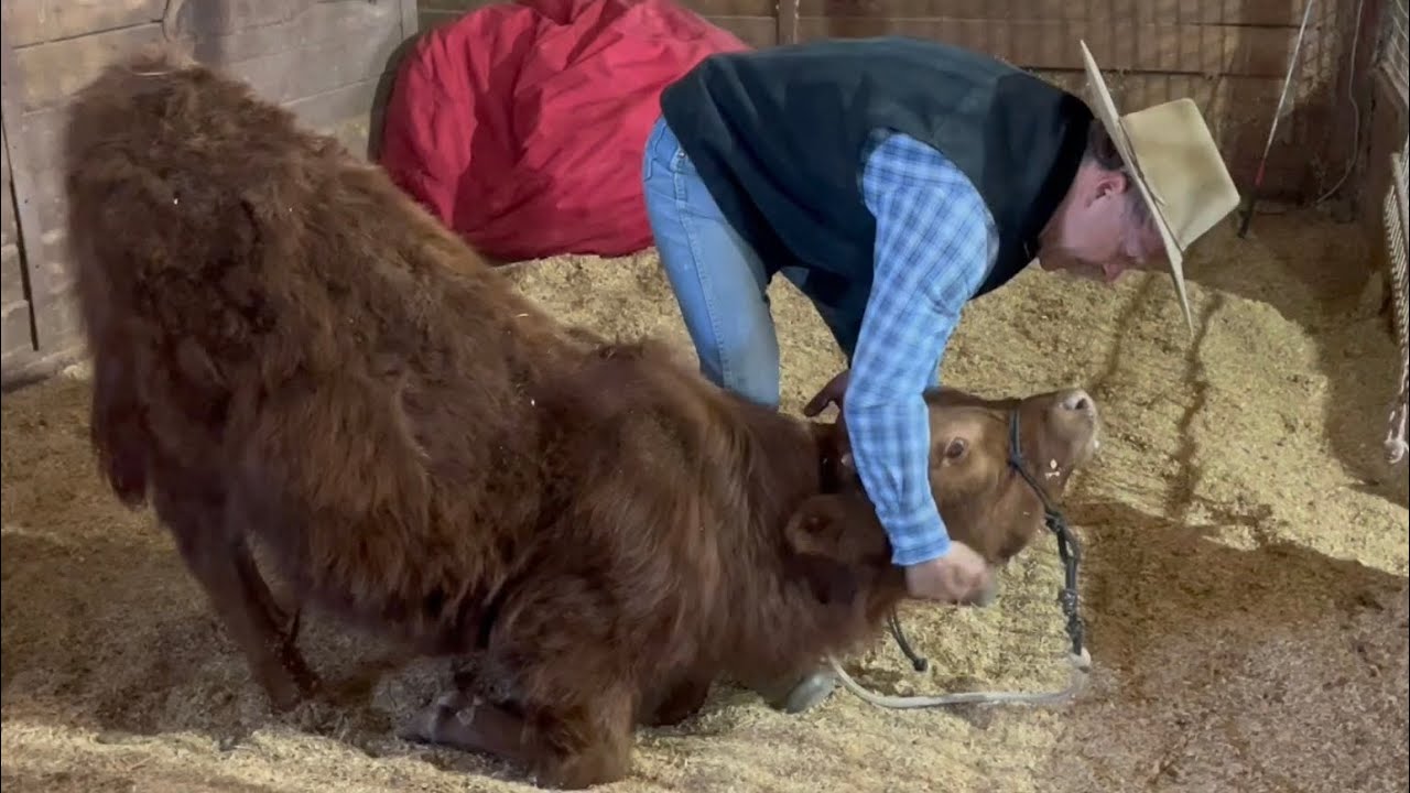 Teaching My Bull to Bow - YouTube
