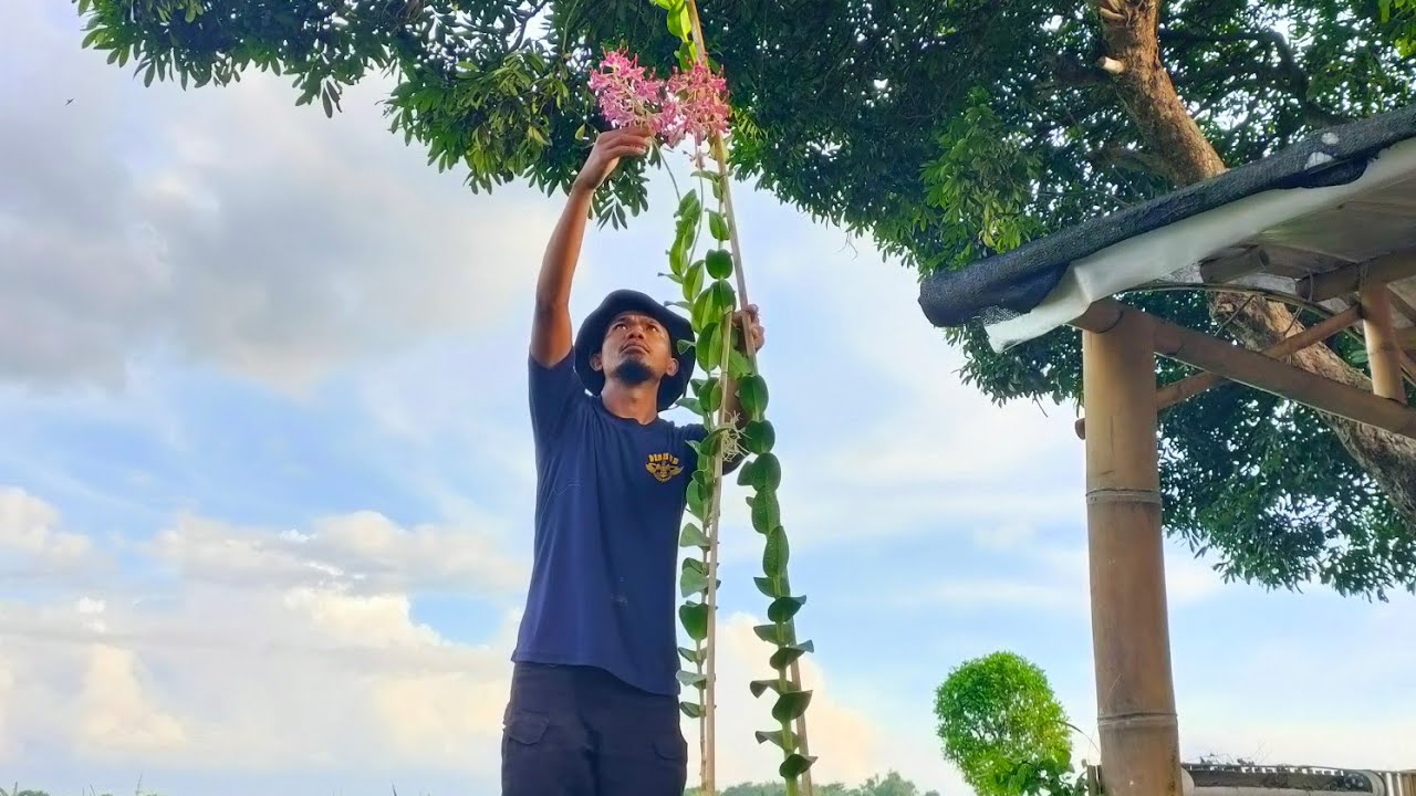 Live Sore, Tgl 2 Nov 2022.. Admin 081234517420 - YouTube