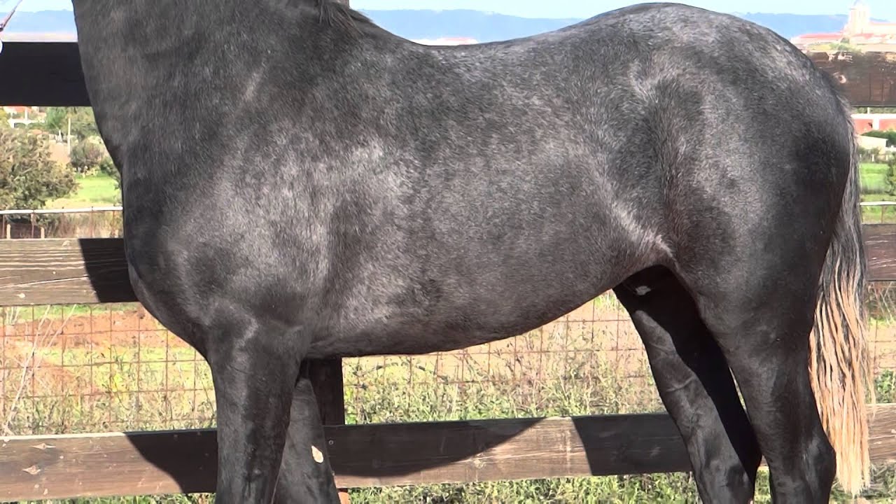 POTRO HISPANO-FRISON DE 30 MESES, VISTA POSANDO - YouTube