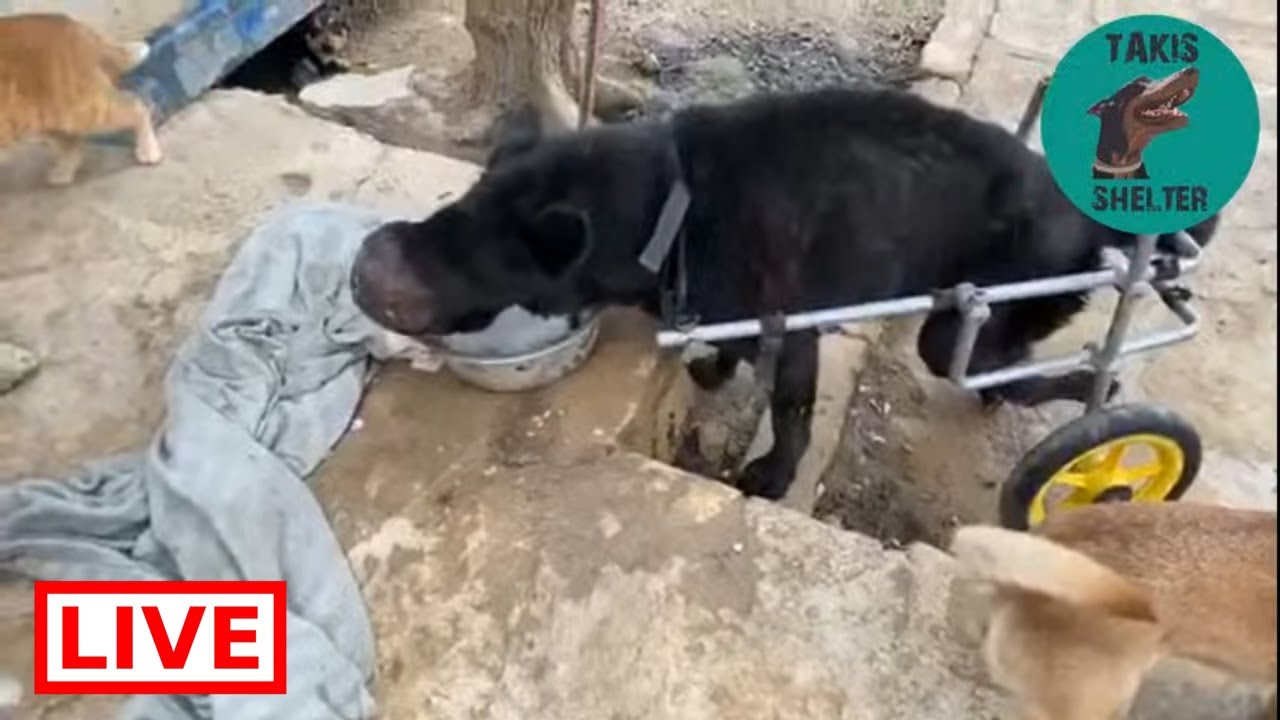 Black is eating a lot and he is doing great with cats! - Takis shelter ...