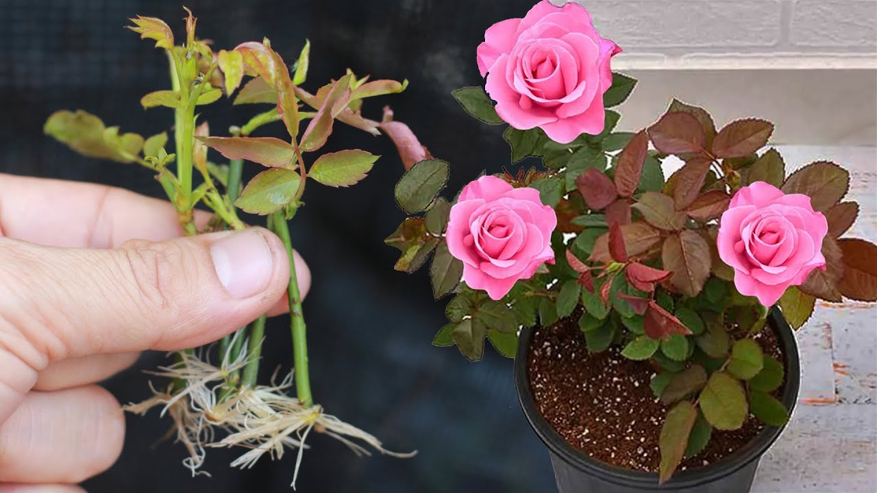 Method of propagating rose cuttings in just 14 days - YouTube