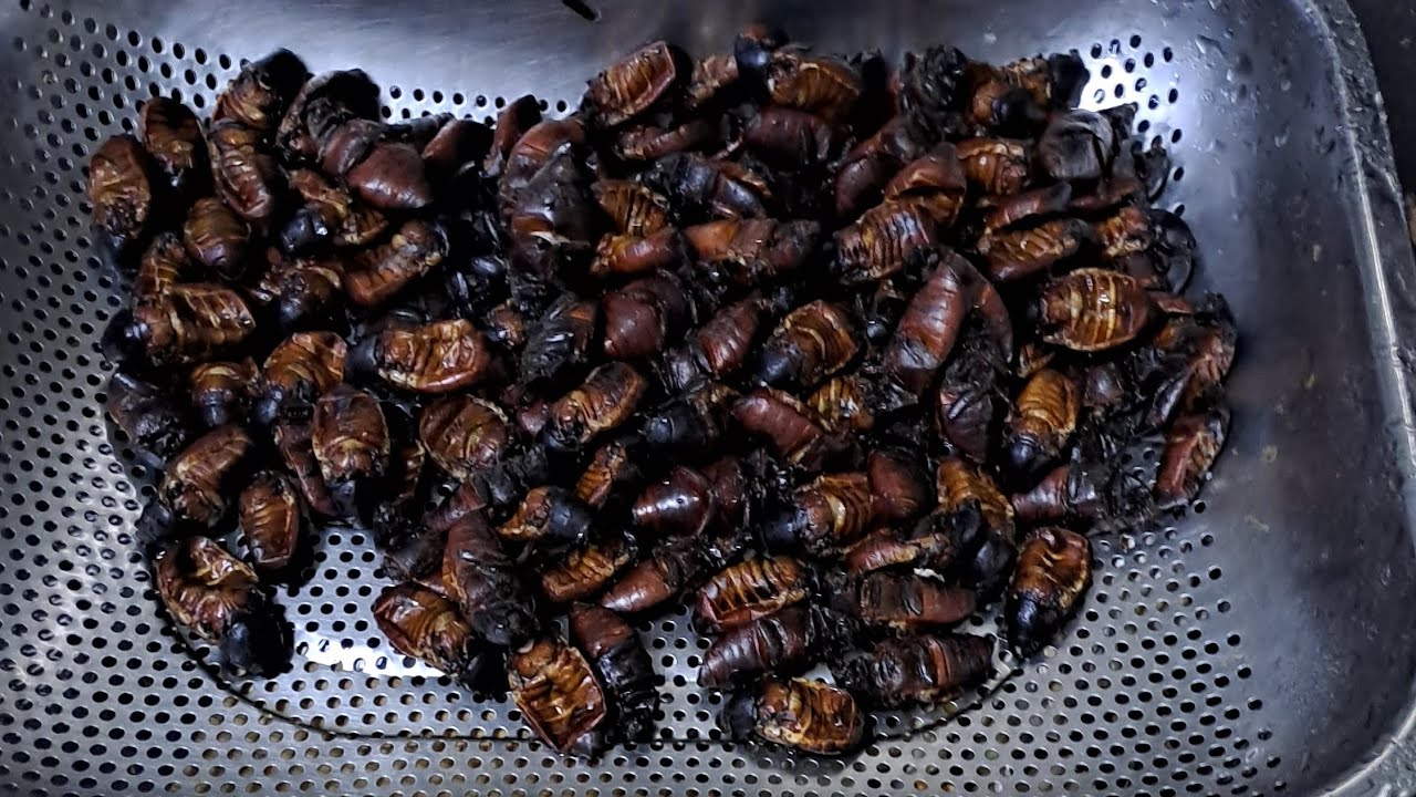 Nagluto nang Ilocano Exotic Food na Abal - Abal o Salagubang 😁🤤👍 - YouTube