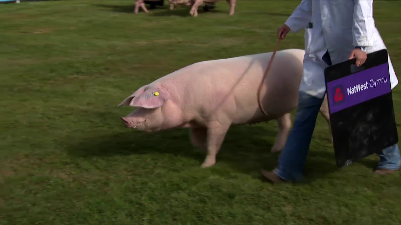 Cystadlu'r Moch Cymreig - bore Llun | Monday morning Welsh Pigs ...