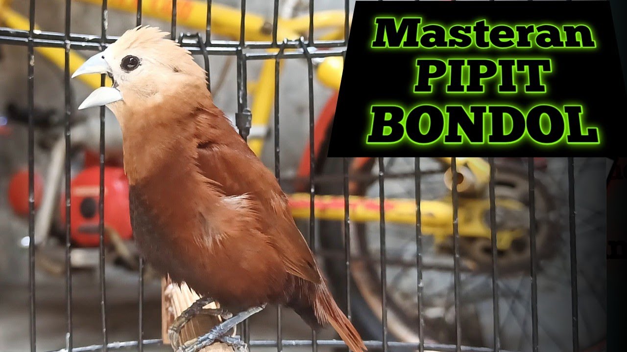 masteran burung pipit peking bondol kaji - suara burung emprit kaji gacor 240 - YouTube