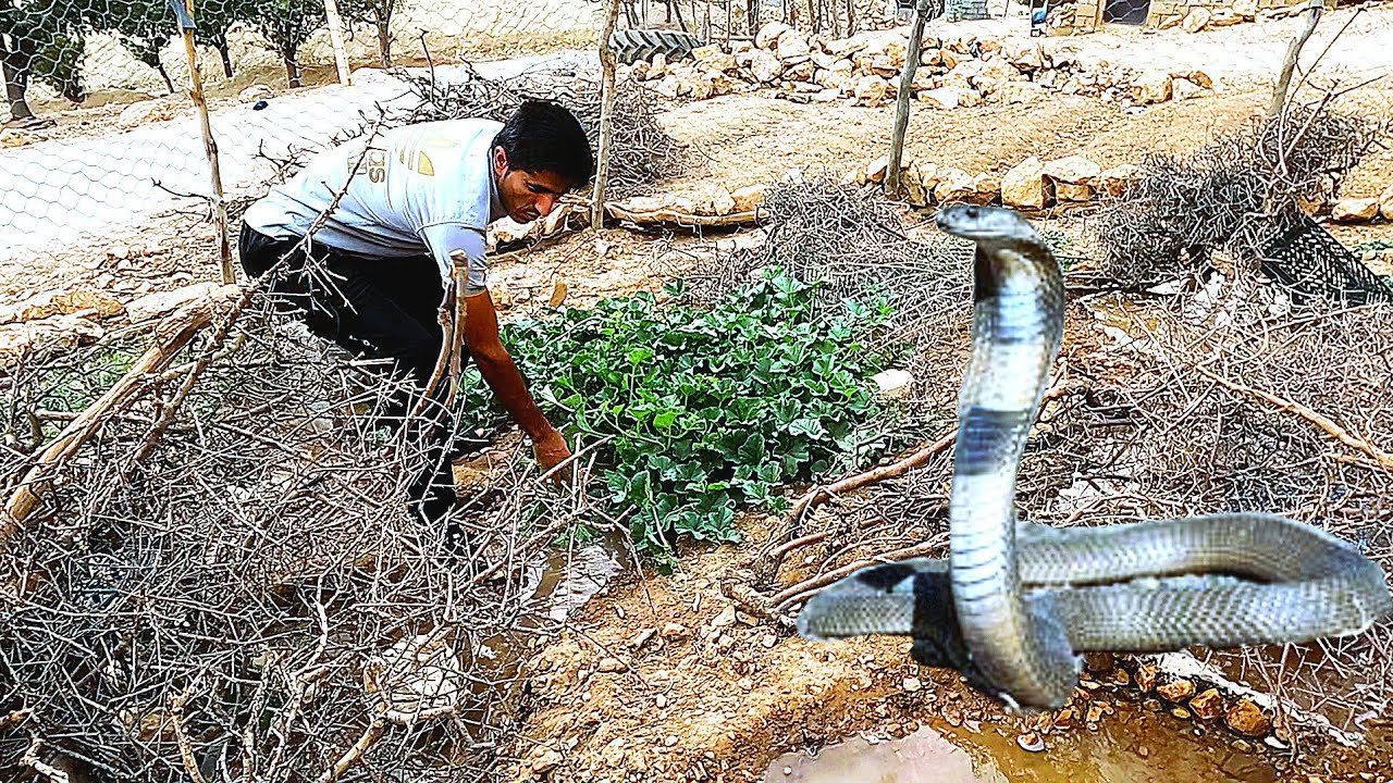 A dangerous snake was found in the garden#village#nomadic#doora#iran ...