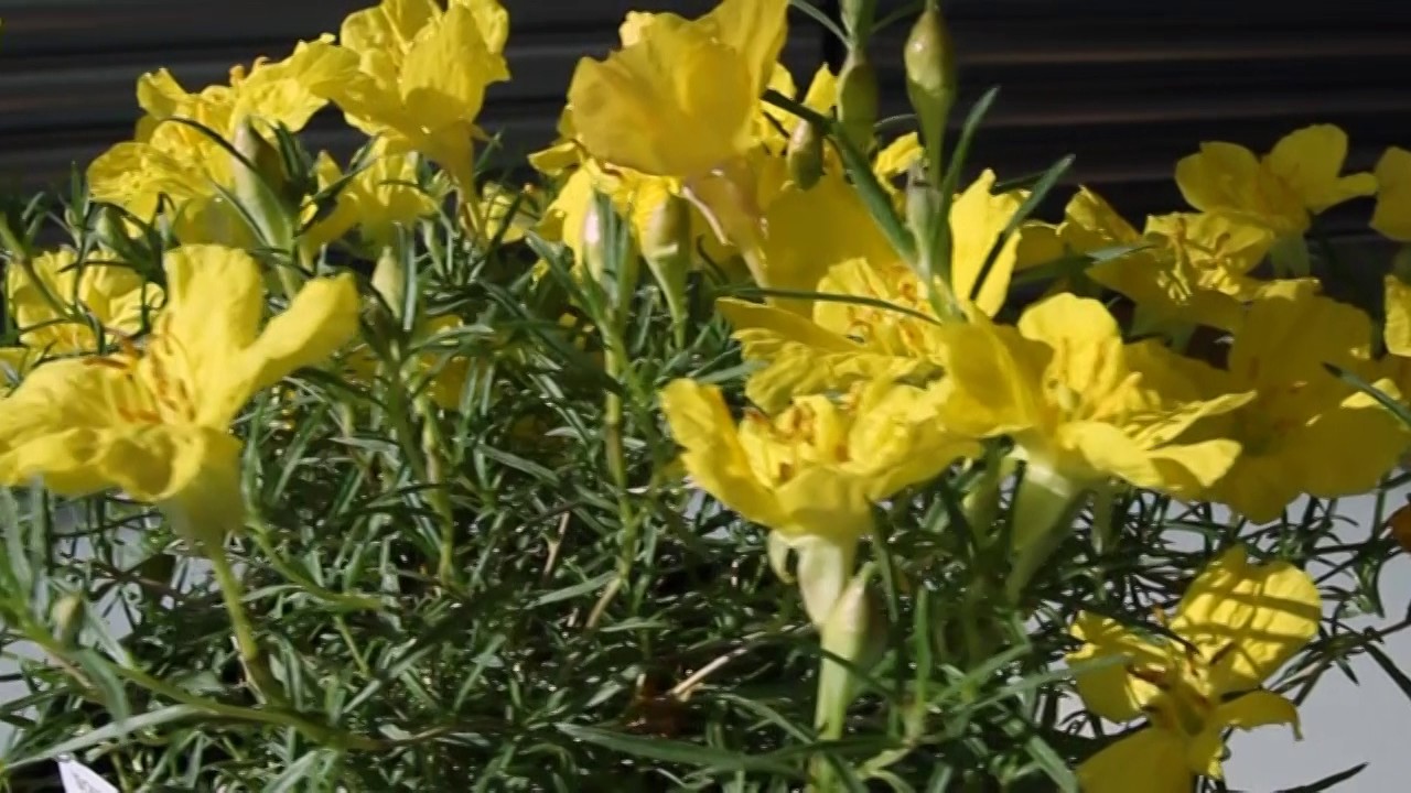 Western's Plant Tips - Arizona Primrose - YouTube