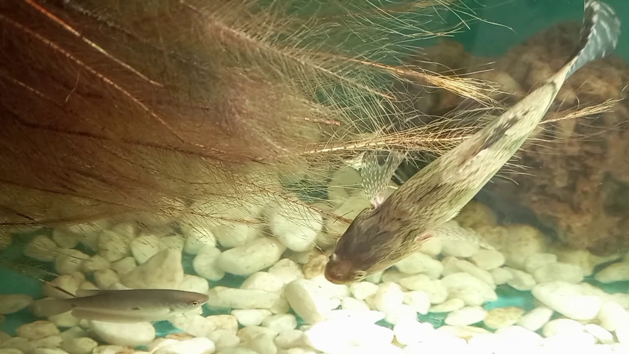 The Beautiful of Elephant Fish, Fresh Water Fish - YouTube