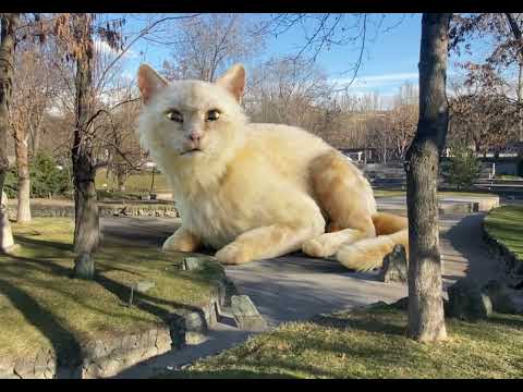 Giant Cat 3d Animation
