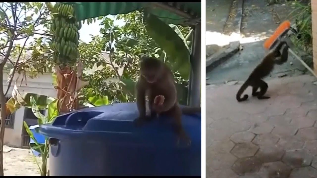 Escaped Zoo Monkeys Take Over Town - YouTube