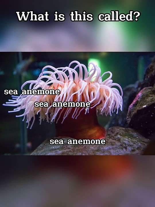 sea anemone - #seacreatures #tracylearning #vocabulary - YouTube