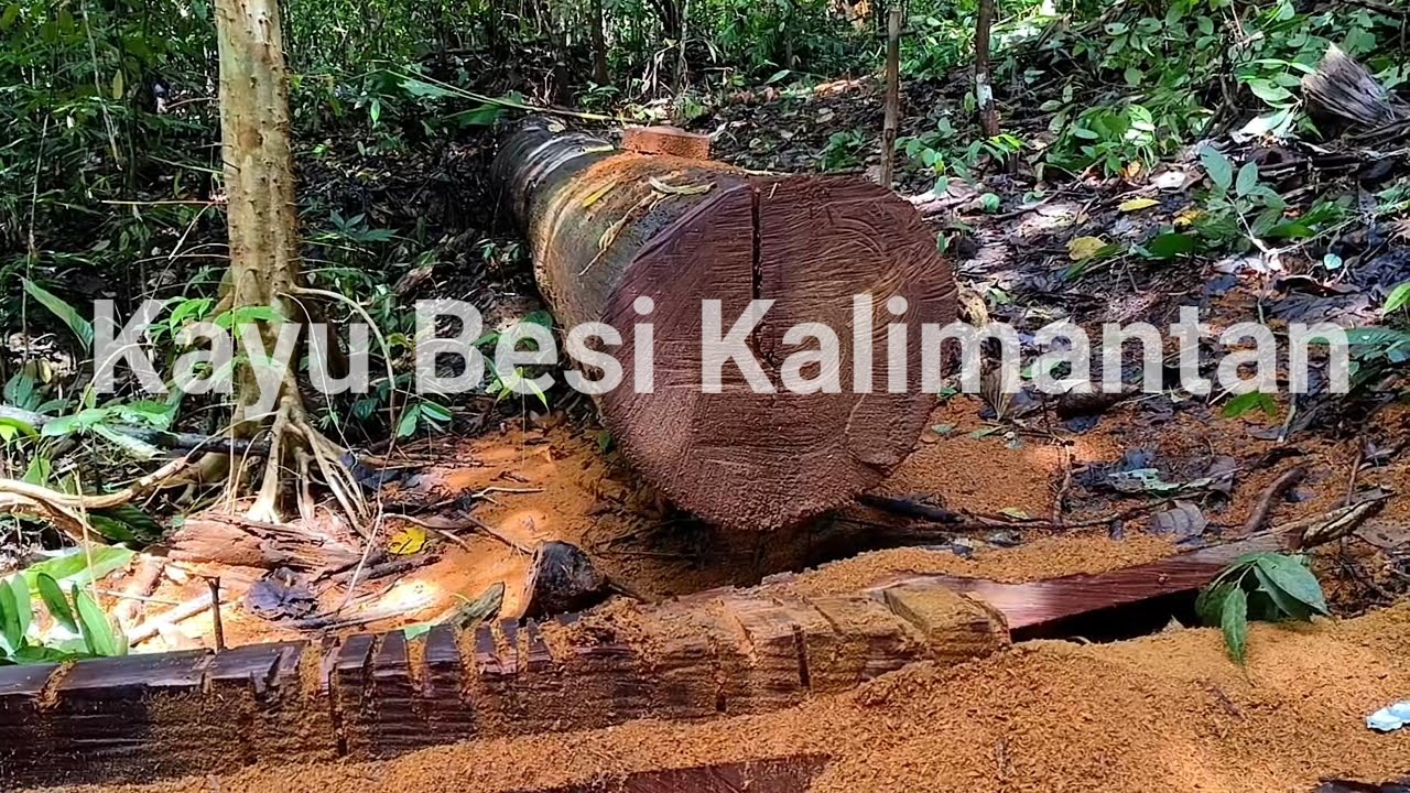 Pohon Kayu Besi KAYU BESI KALIMANTAN || BUTUH BEBERAPA HARI