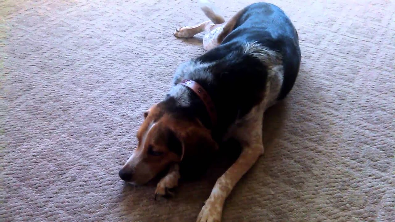 Guilty bill! the blue tick beagle! - YouTube