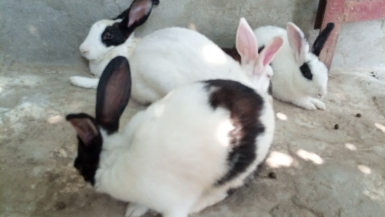 Rabbit sleep- Rabbit farming at home-Rabbit pk - YouTube