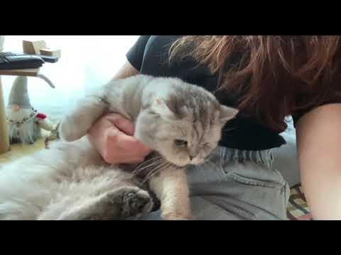 Как в Корее хоронят домашних животных. Камушки из останков. Лары больше ...