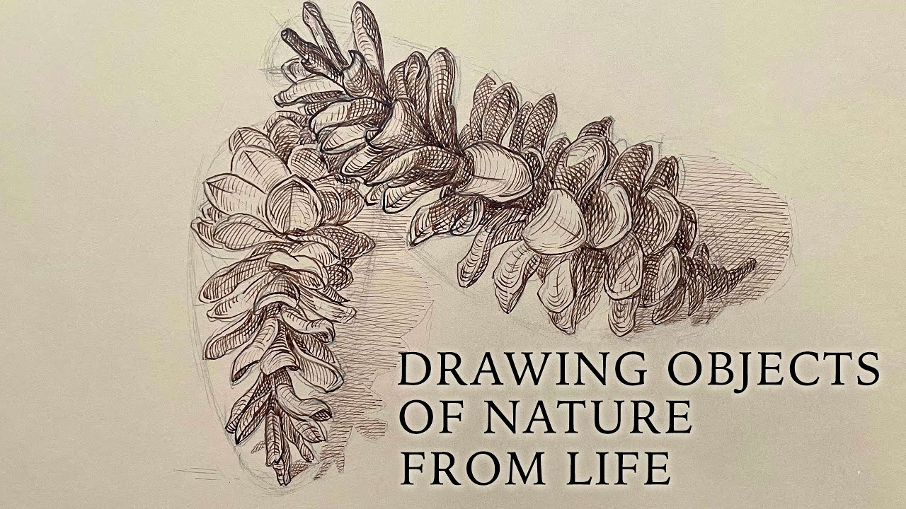 Sketching Objects of Nature - YouTube