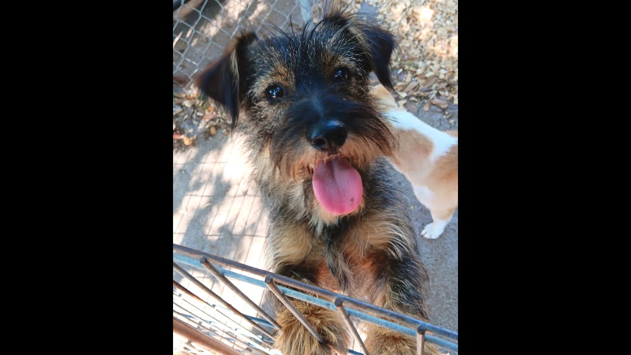 ADOPTED! Guiness a young male scruffy terrier or schnauzer mix - YouTube