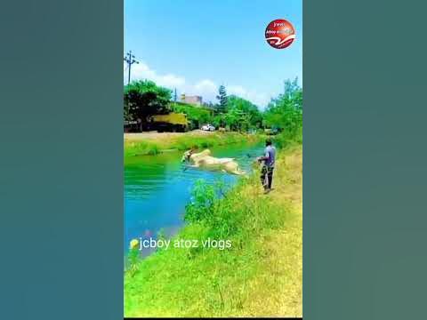 bulls training riders// Jcboy atoz vlogs - YouTube