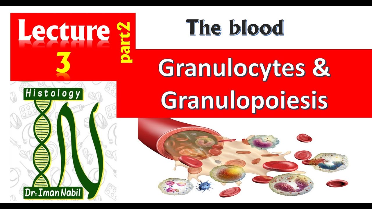 3b- Histology of White blood cells part2-Granulocytes and ...