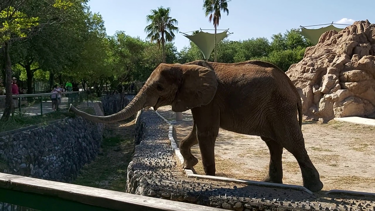 Monty! el Elefante africano - Conociendo Monterrey - Zoológico La ...