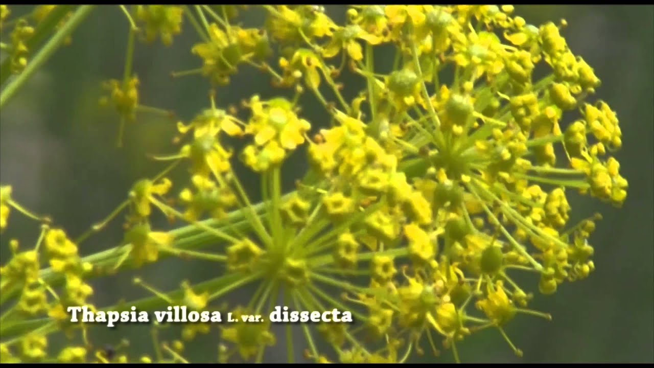 Thapsia villosa - YouTube