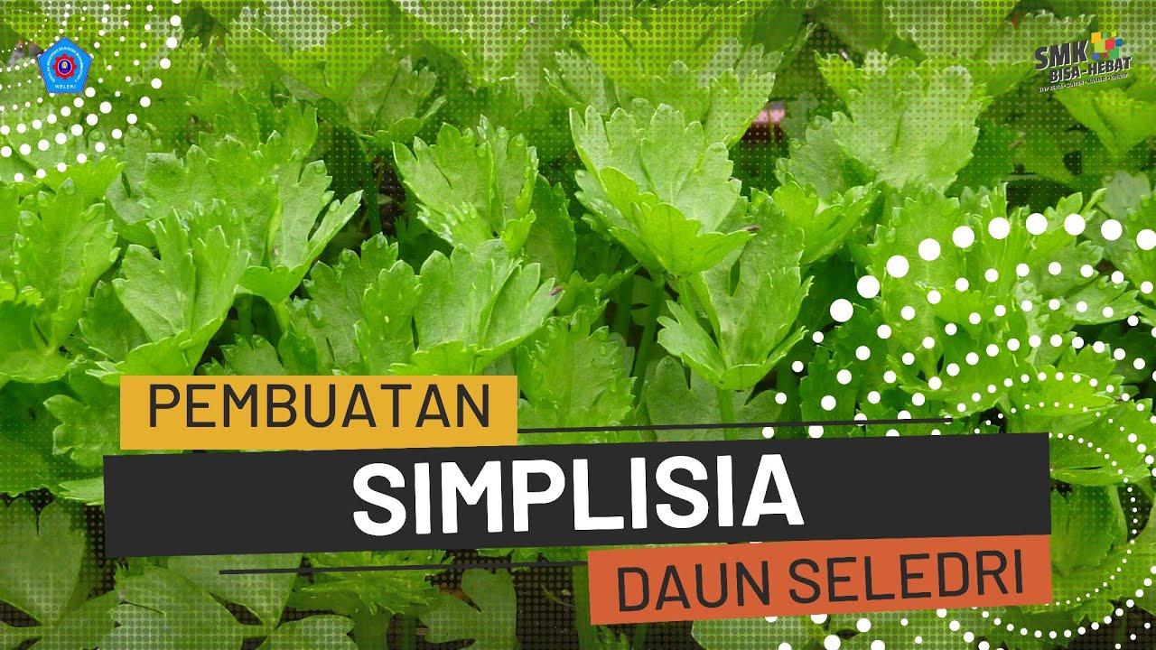 Pembuatan Simplisia Daun Seledri - Tanaman Obat Indonesia - YouTube
