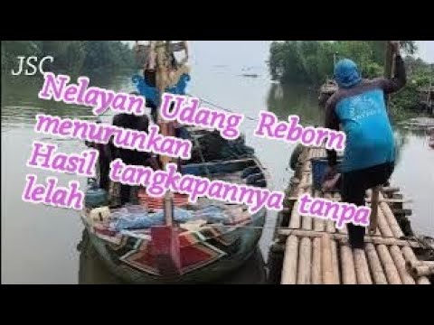 Mancing dan perangkap udang reborn di muara sungai lontar - YouTube
