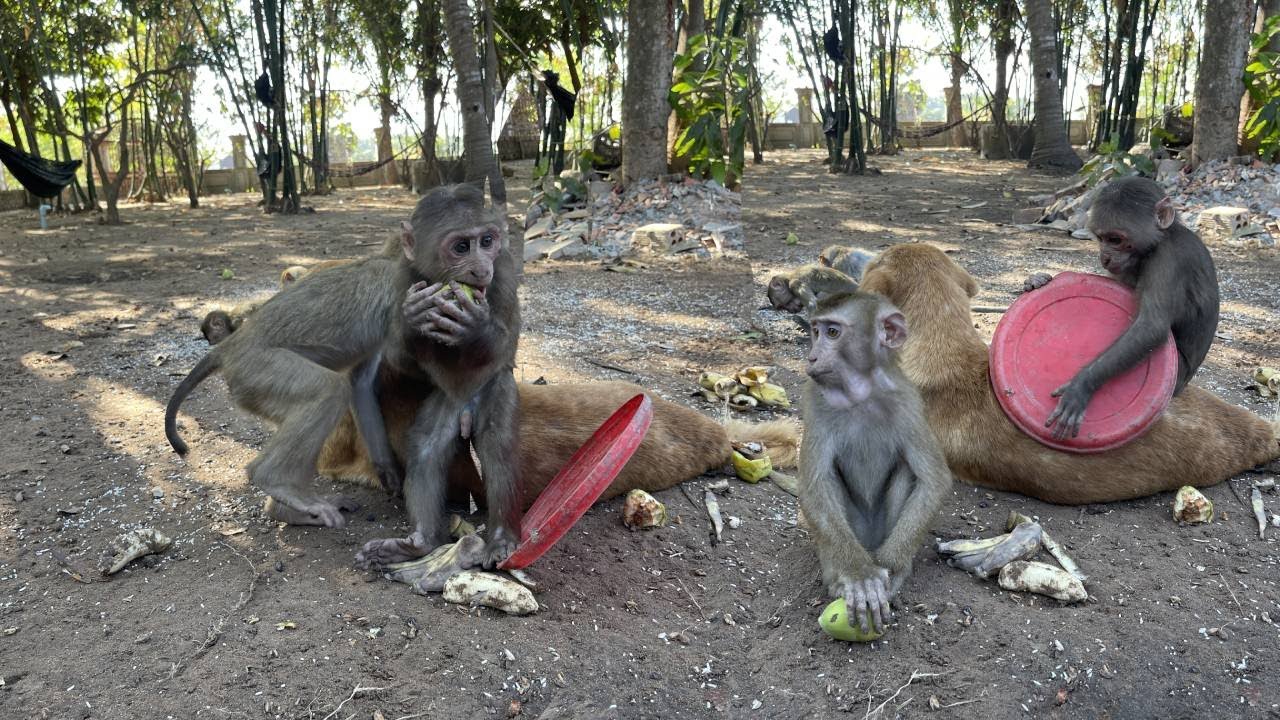 Alot of monkey playing with dog are so happy - YouTube