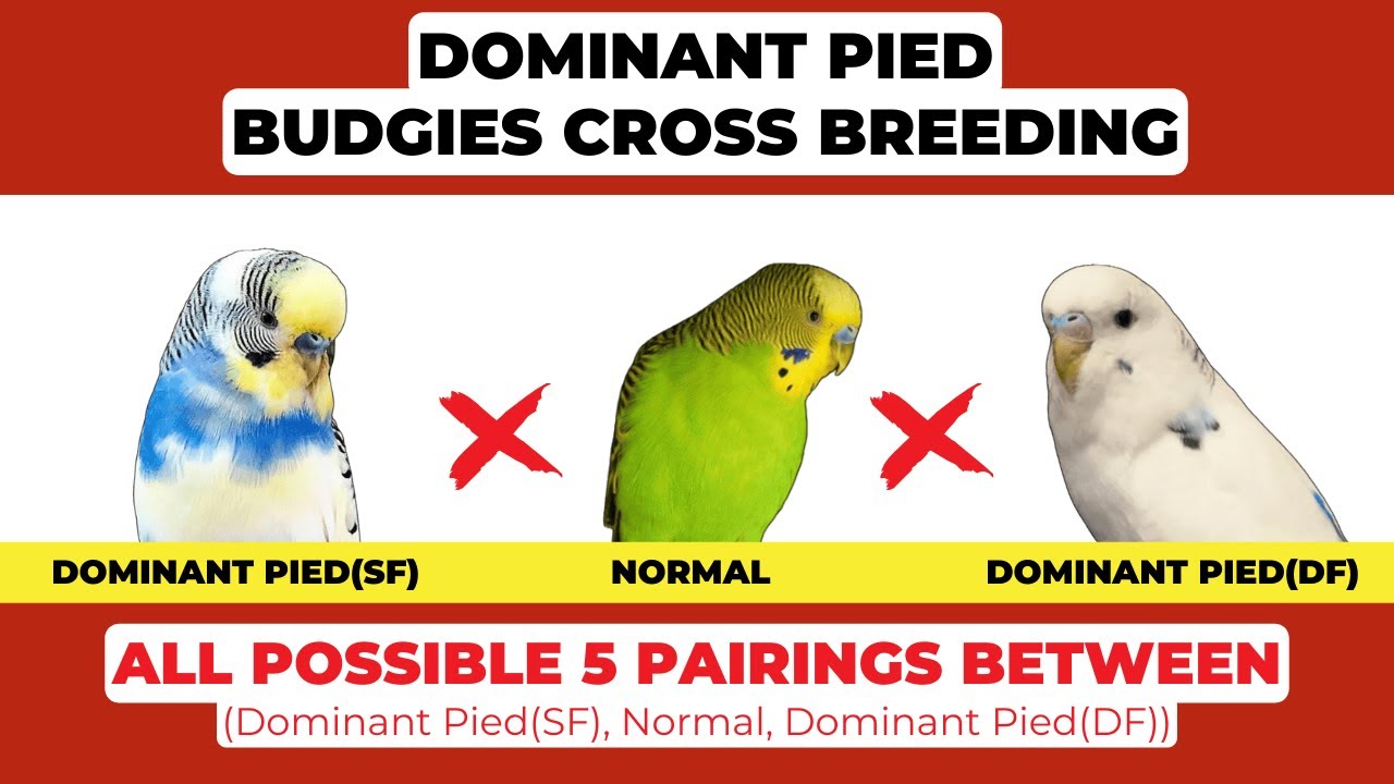 Dominant Pied Budgies: How Their Color Patterns Are Passed Down! - YouTube