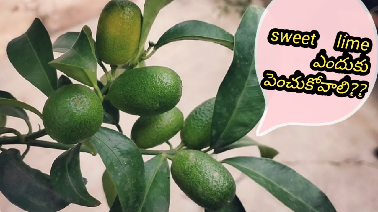 How to grow sweet lime|| తీపి నిమ్మని ఎలా పెంచుకోవాలు?? - YouTube