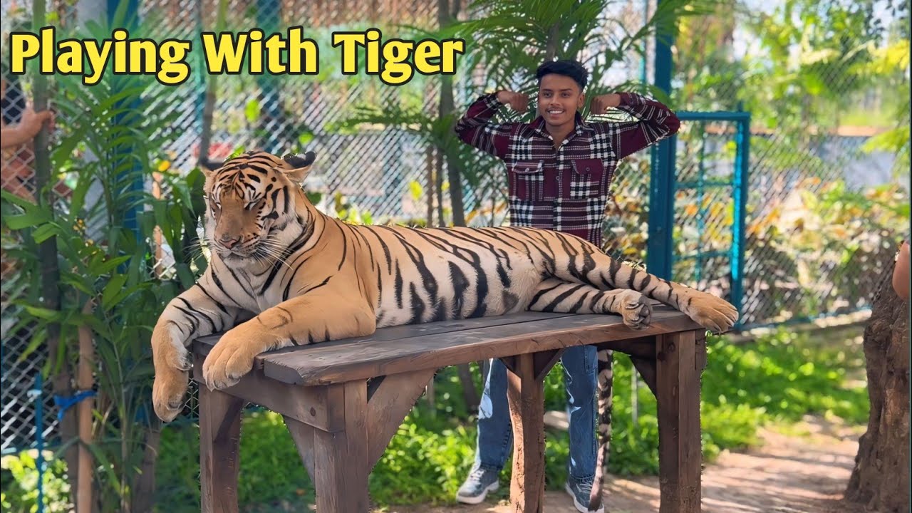 Play With Tiger 🐅 In Tiger park | Pattaya Bangkok | - YouTube