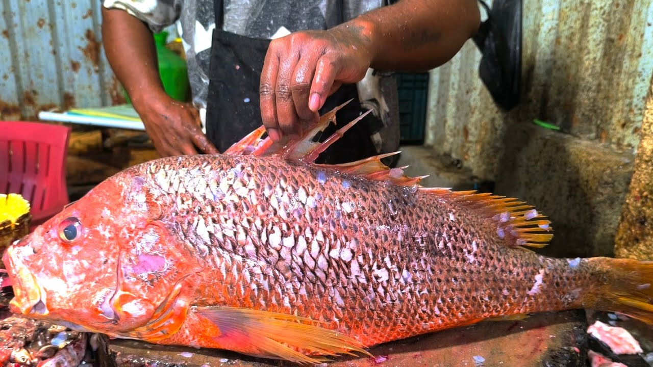 RED SNAPPER FISH CUTTING KASIMEDU - YouTube