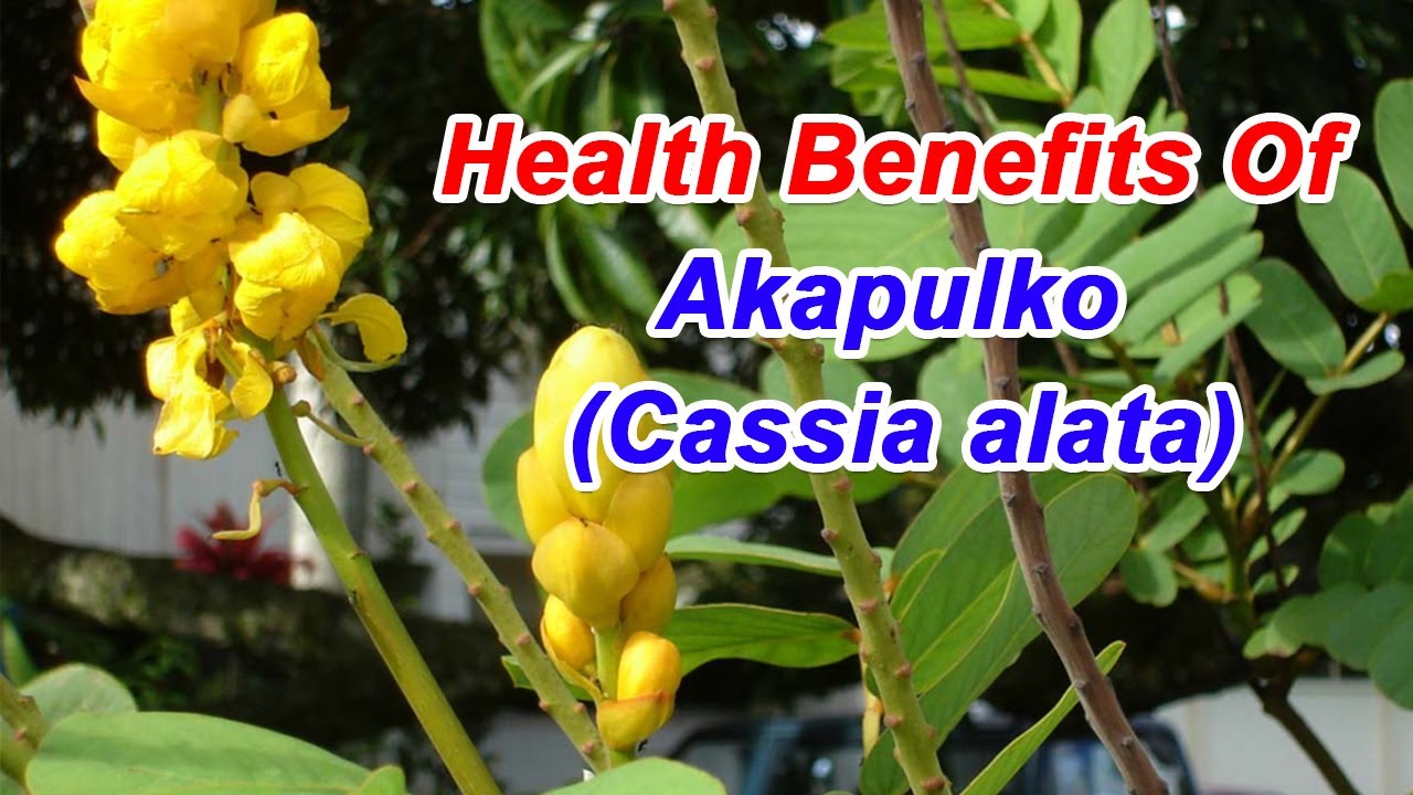 Health Benefits Of Herbal Medicine Akapulko (Cassia alata) - YouTube
