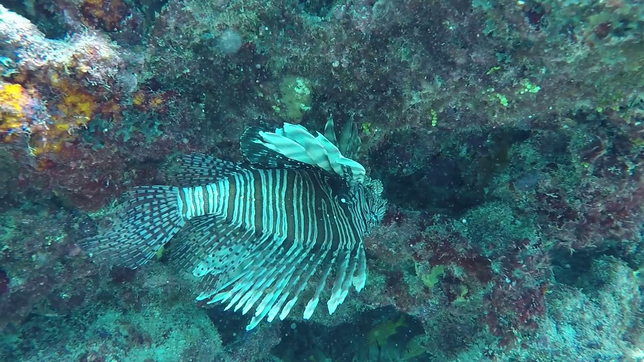 A Rock Hind Grouper Passing A Red Lionfish - YouTube