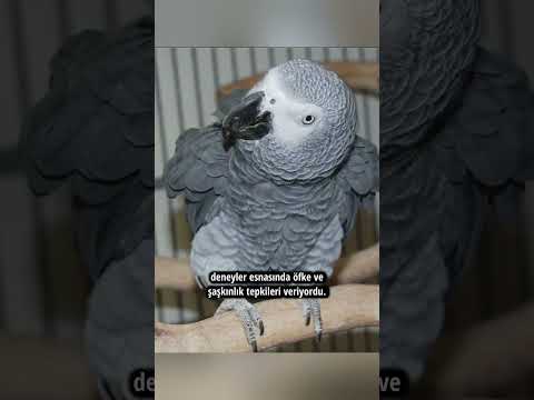 DÜNYANIN EN ZEKİ PAPAĞANI