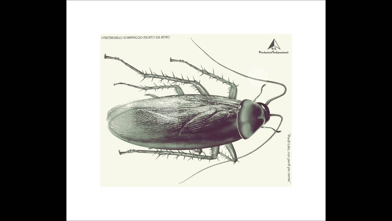 I Misteri dello scarafaggio morto sul retro - Perdi tutto, non perdi ...