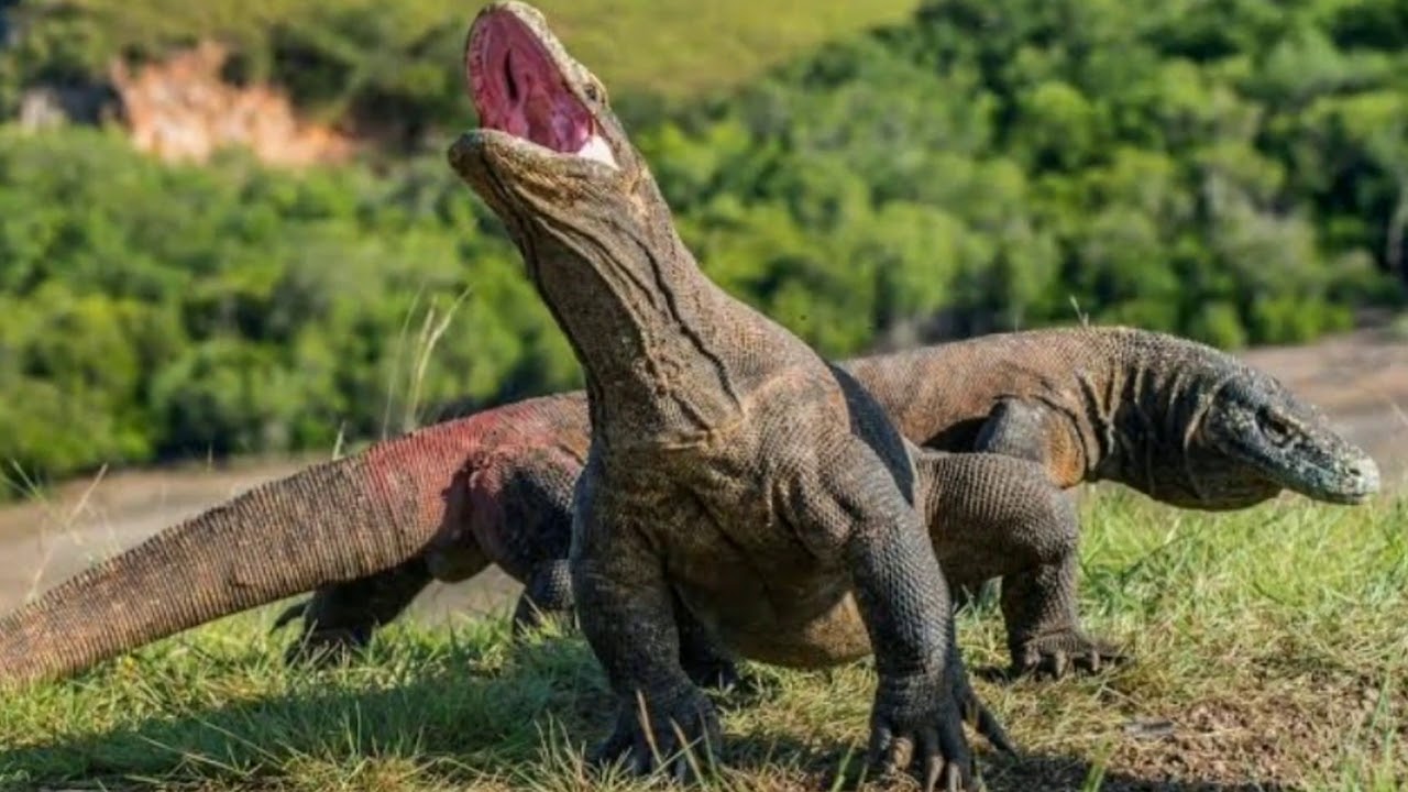 Top 10 hunters in animal kingdom - YouTube