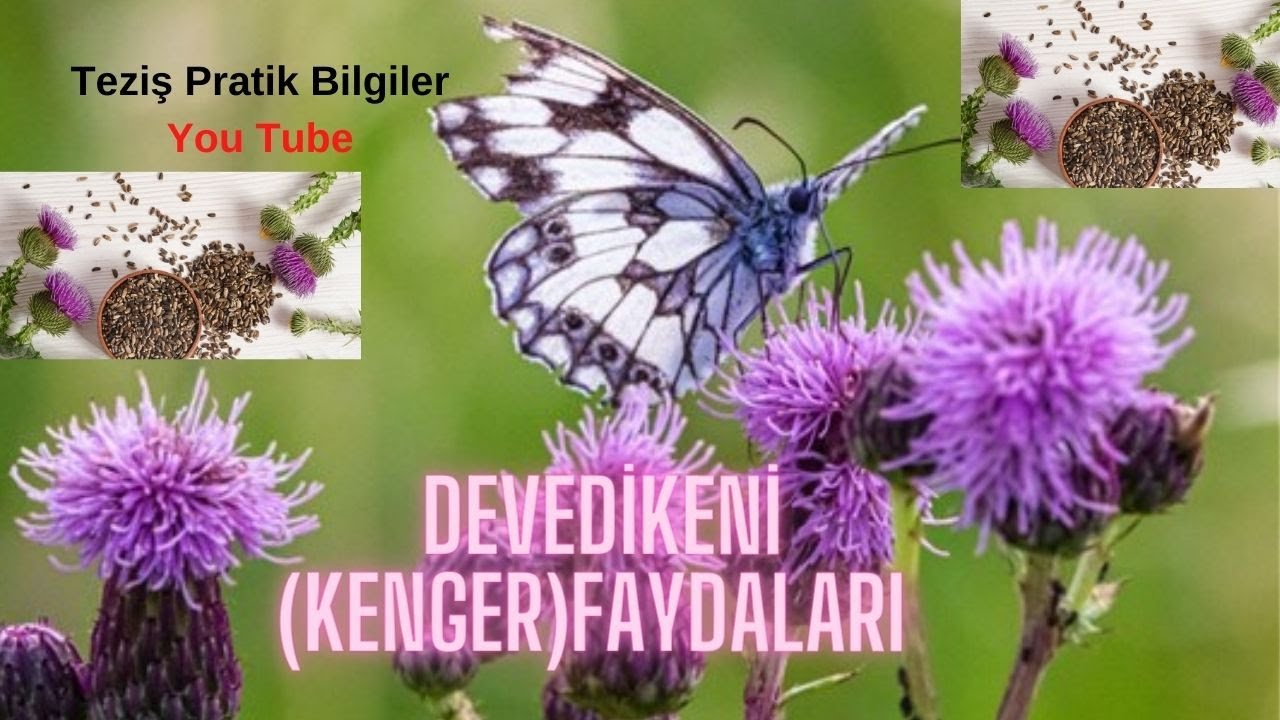 DEVEDİKENİ BİTKİSİ KENGER / Devedikeni Faydaları Kenger devedikeni çayı ...