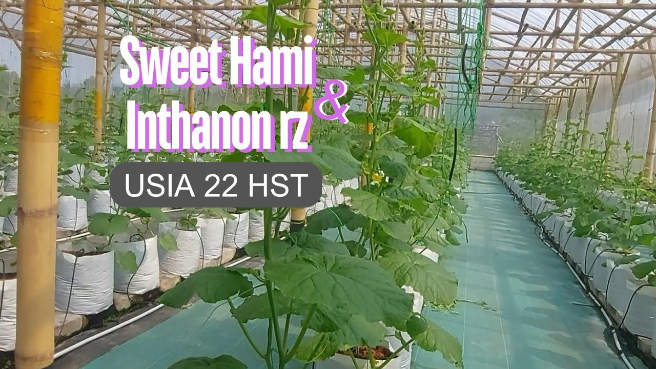 Review Sekejap Melon Sweet Hami F1 and Inthanon Rz F1 Usia 22 Hst - YouTube