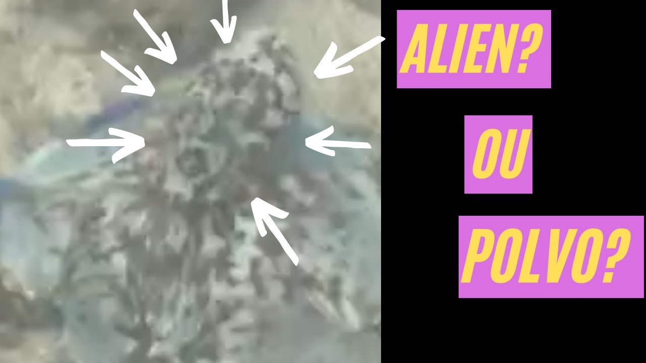POLVO ALIEN GRAVADO [OFICIAL] - ALIEN OCTOPUS CAUGHT ON CAMERA ...