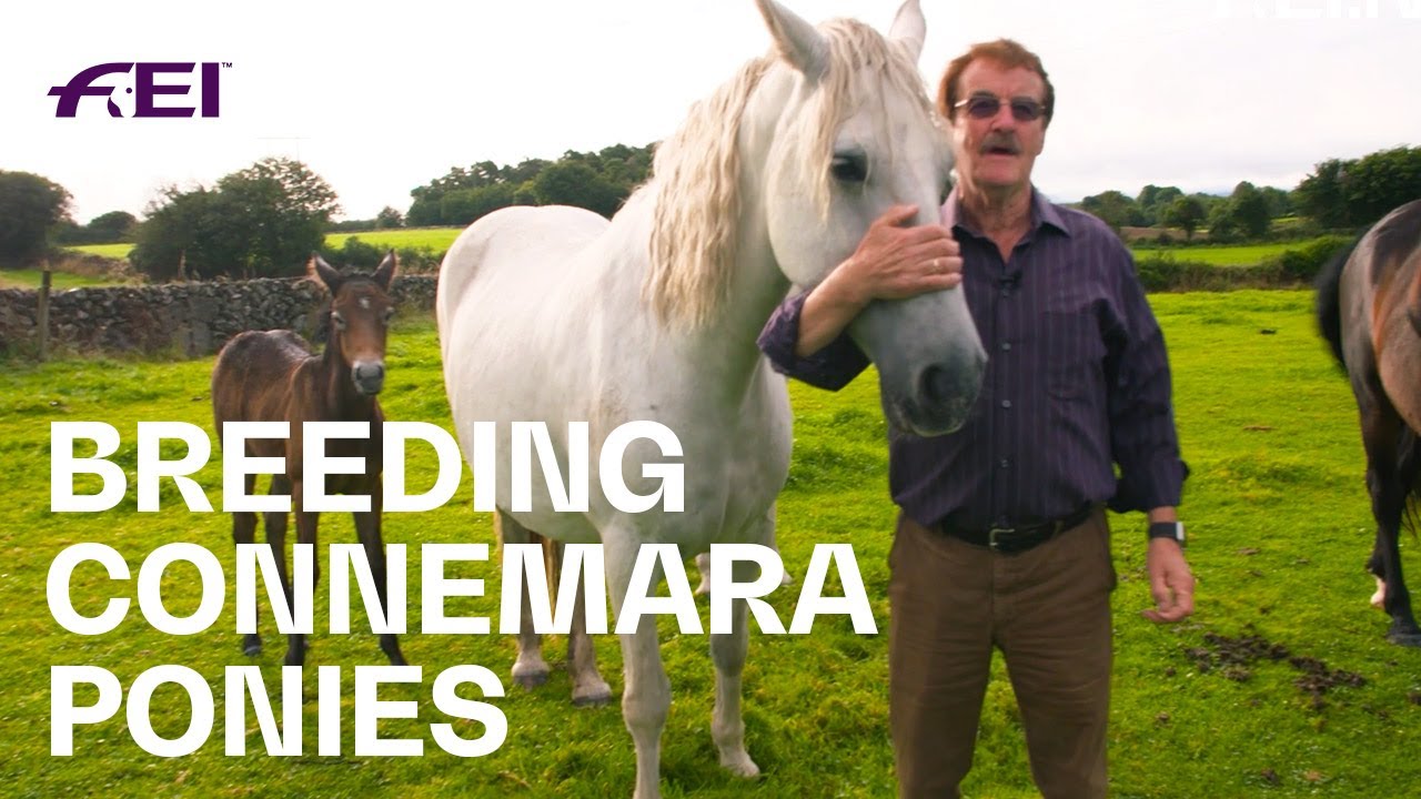Visiting Cashelbay Connemara Pony Stud | RIDE - YouTube