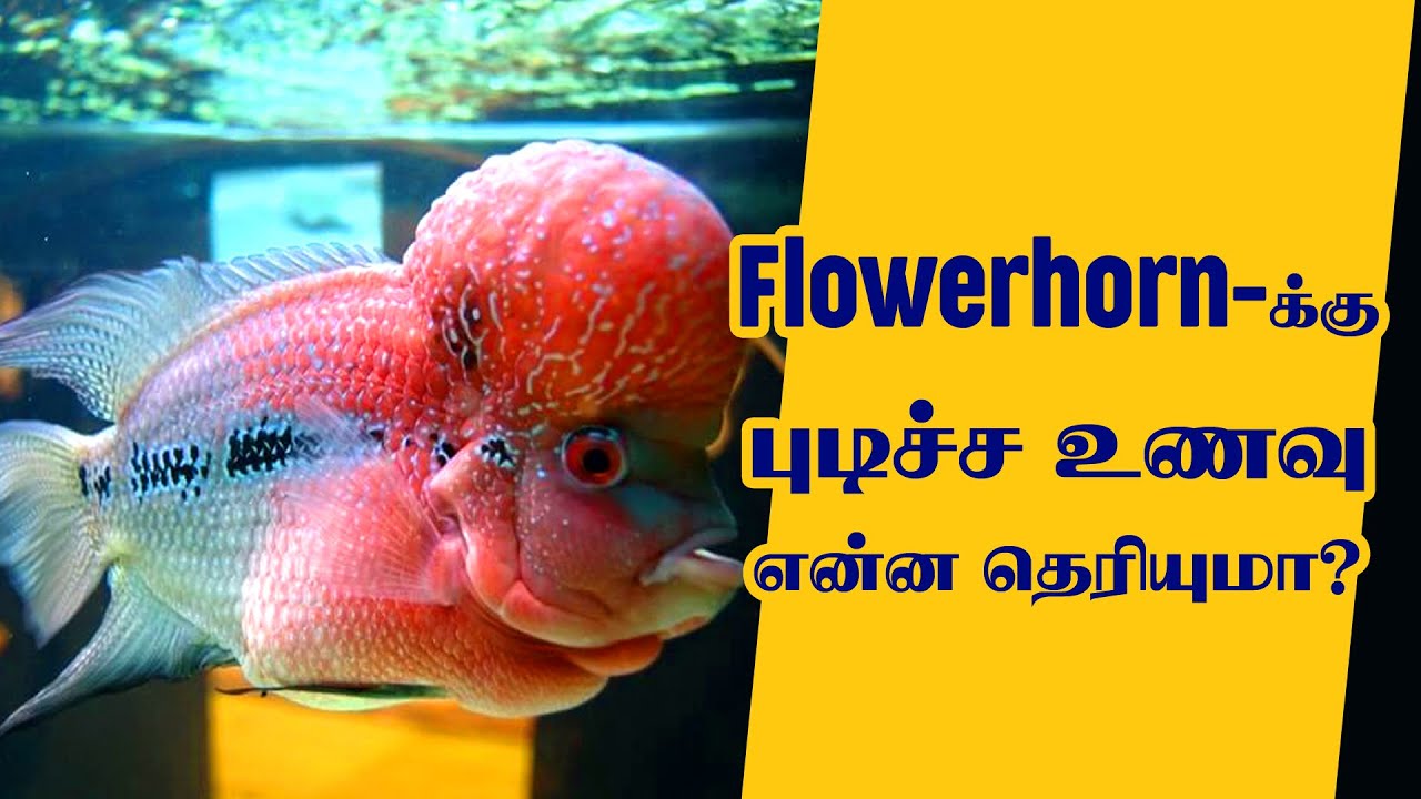 How to Prepare Prawns Food for Flowerhorn | Flowerhorn - க்கு புடிச்ச ...