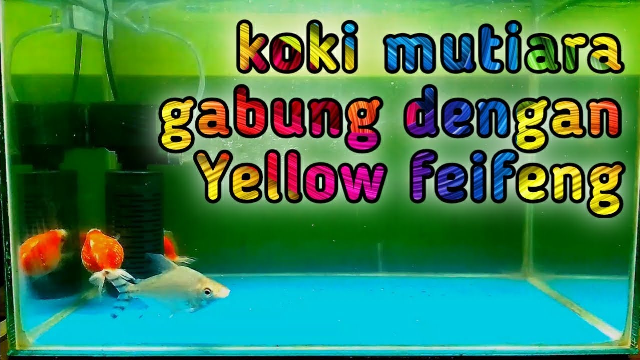 Ikan mas koki mutiara ukuran jumbo di gabung dengan yellow feifeng ...