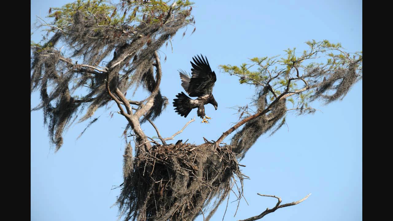 Eagle falls from nest. R J Wiley.wmv - YouTube