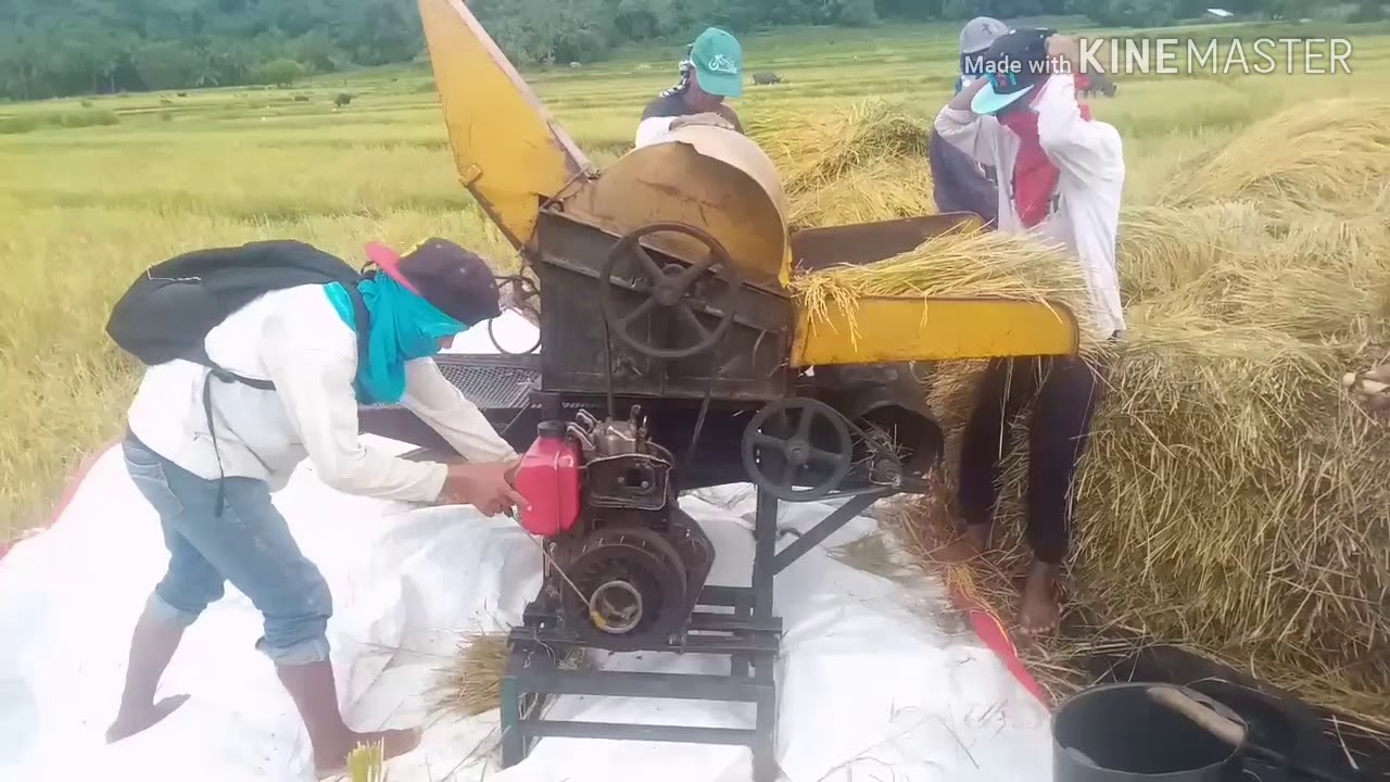 Rice Thresher (Harvesting Rice Plant) - YouTube