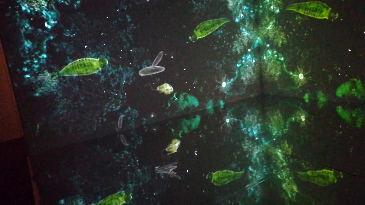 Leben im Wassertropfen / Life in a drop of water 2019 - YouTube