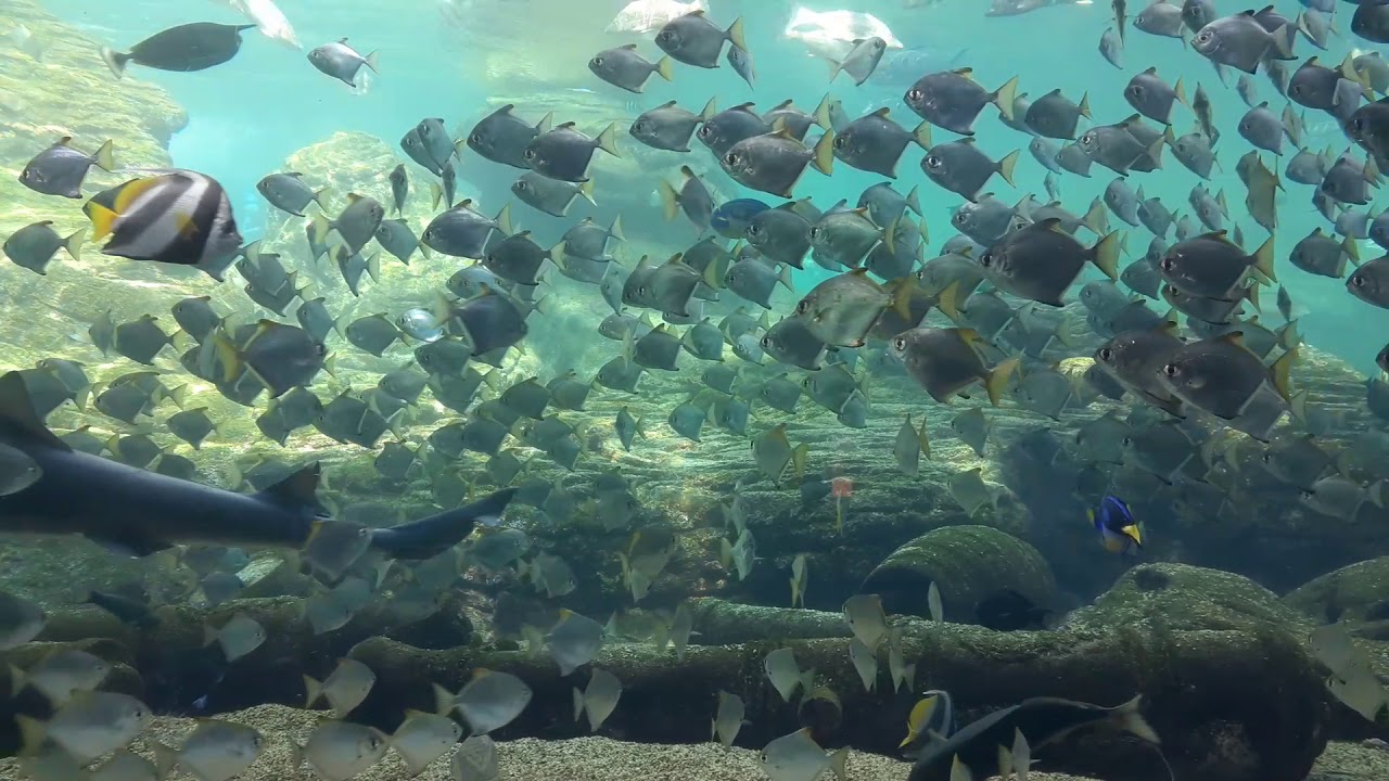 Sharks and myriads of other fish | Ushaka Marine World (Durban ...