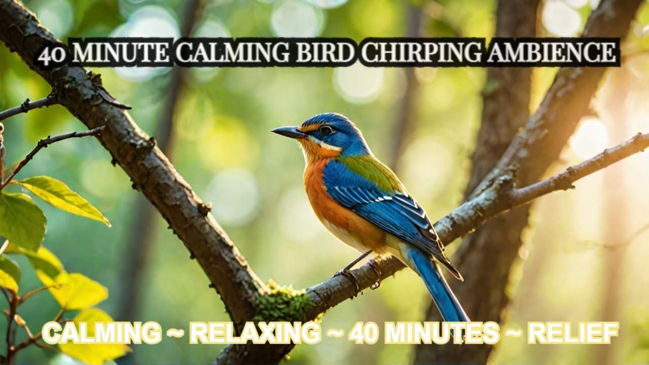 40 MINUTE ~ Relaxing bird chirping for stress relief ~ YOGA/SLEEP/STUDY ...